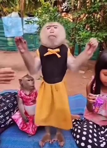 Arab monkey - YouTube