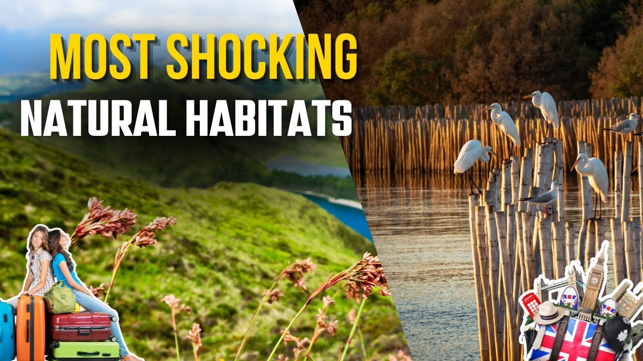 What Are the WEIRDEST Habitats on EARTH - YouTube