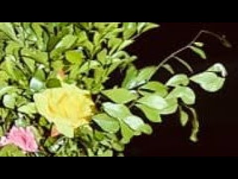 Cute 28 #viral #trending #youtube #cutebaby #shorts #shortsfeed