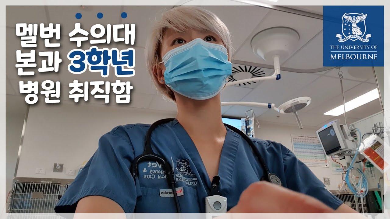 멜번 수의대 본과 3학년 (DVM3) 일상 - 동물병원 취직했어요 - YouTube