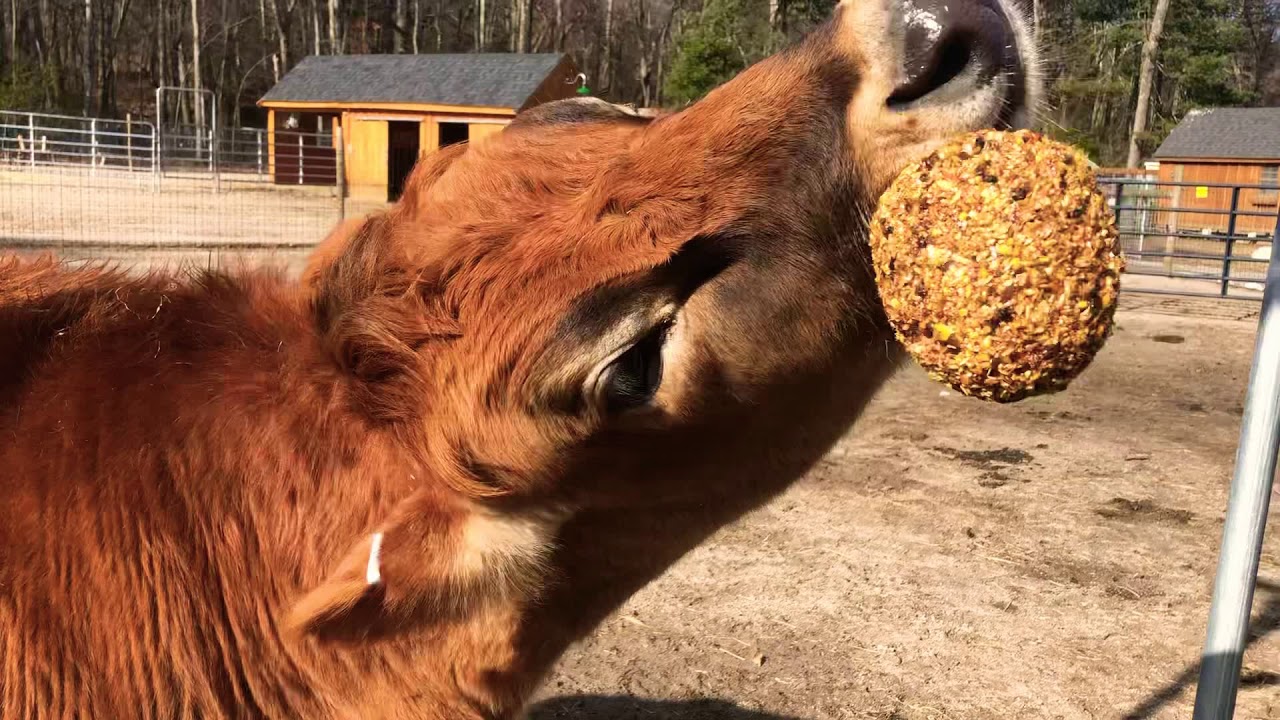 Time for Treats - Audrey Heifer and Elliot Steer - YouTube