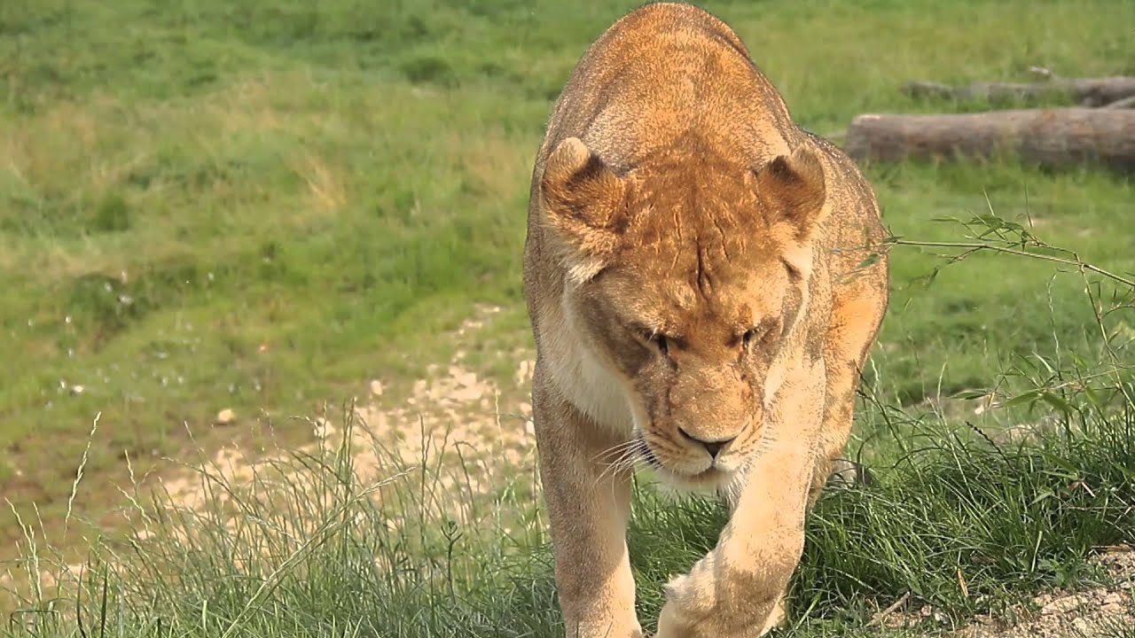 "Marche avec les lions" - Nouveauté 2013 - YouTube