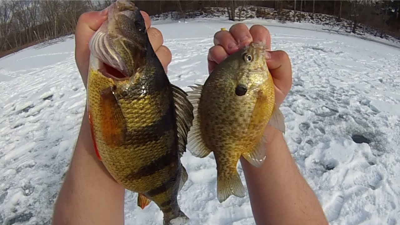 Vlog #43: Ice Fishing Ponds for Jumbo Perch and Other Panfish 2018 ...