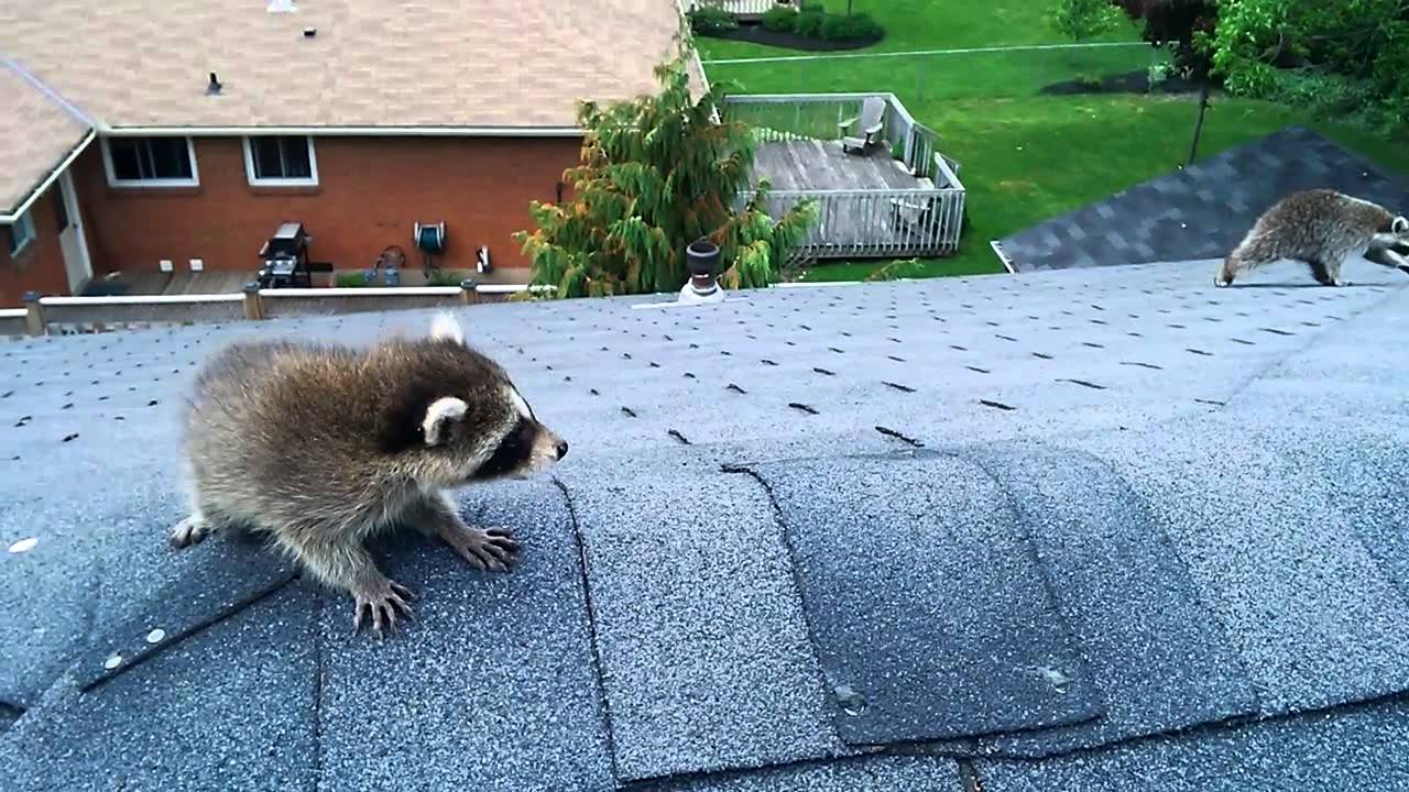 Aggressive Raccoon Rescues Baby. - YouTube