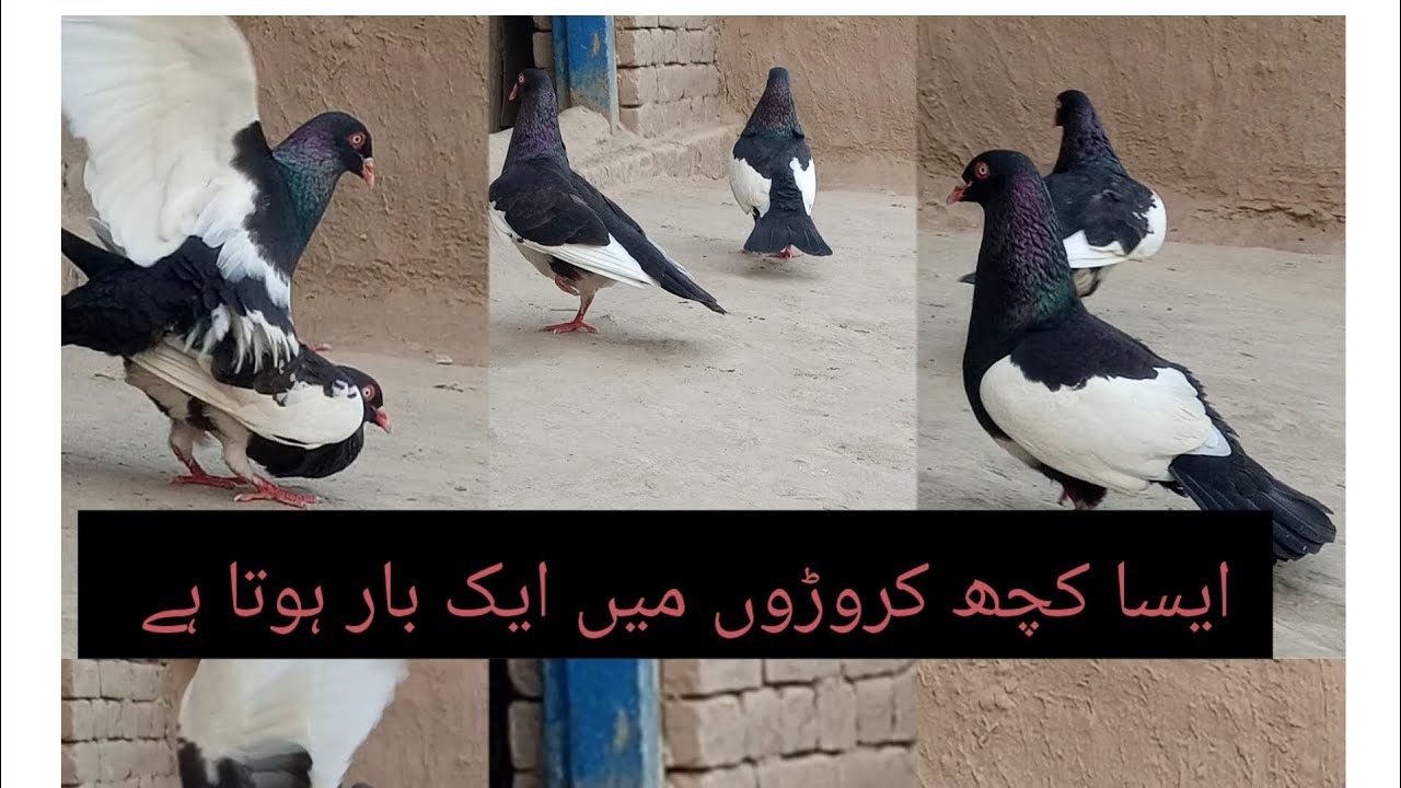 Top quality breeder Pegion pair/world Most unique and beautiful Pegion ...