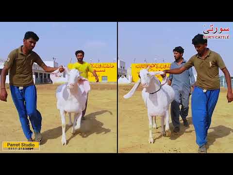 Surti Cattle Full Goat Video 2019