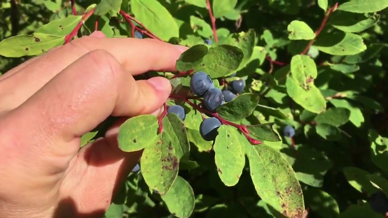 Where to find Wild Blueberries & black huckleberry in BC - YouTube