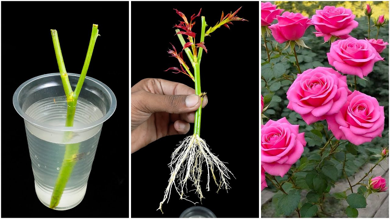 Simple way to grow rose plant at home from cutting || Best method for ...