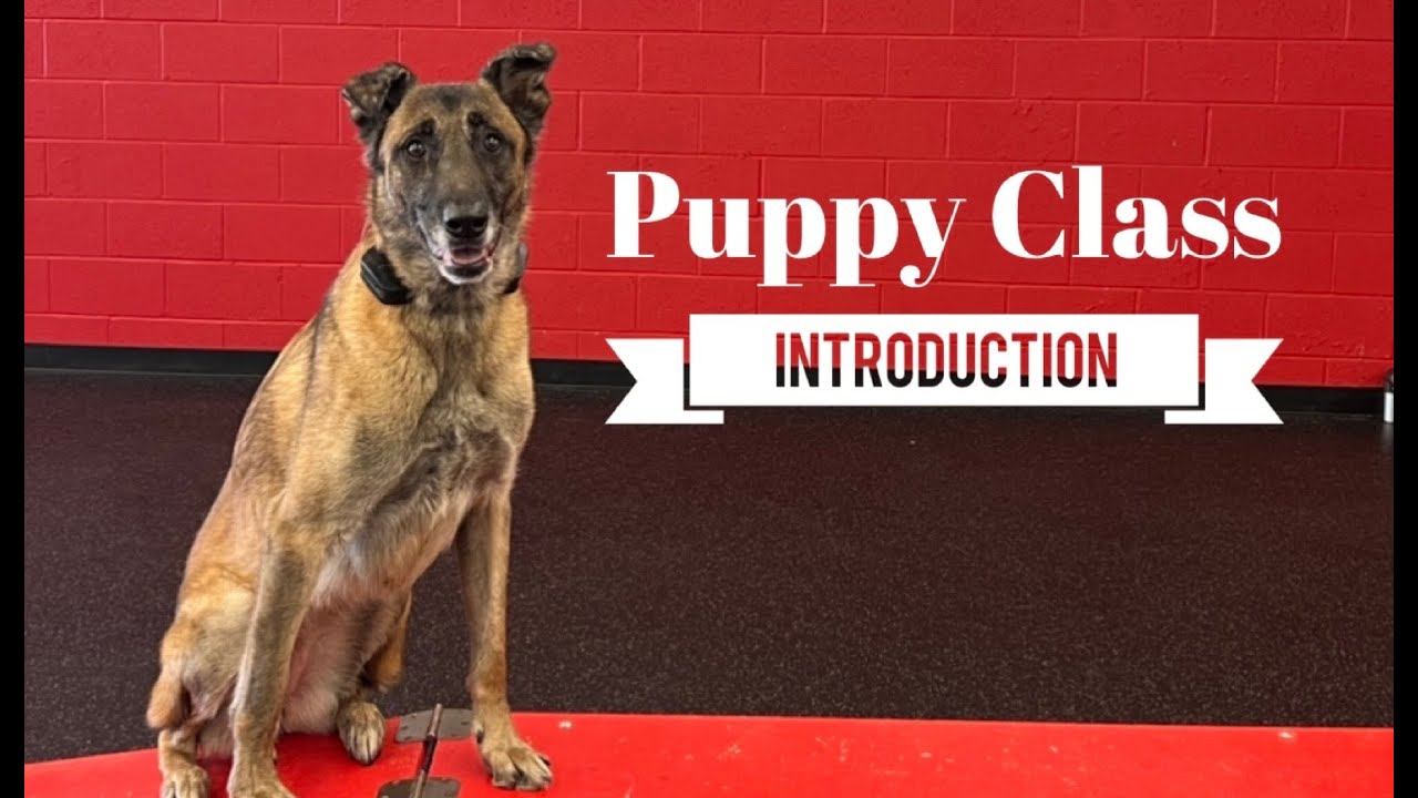 Puppy Class Introduction! - YouTube
