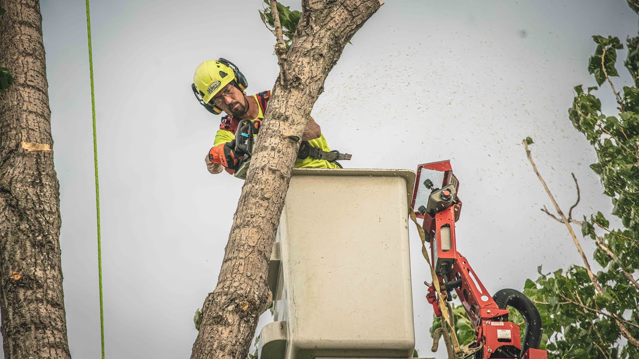 Spider Lift for Tricky Tree Removal - YouTube