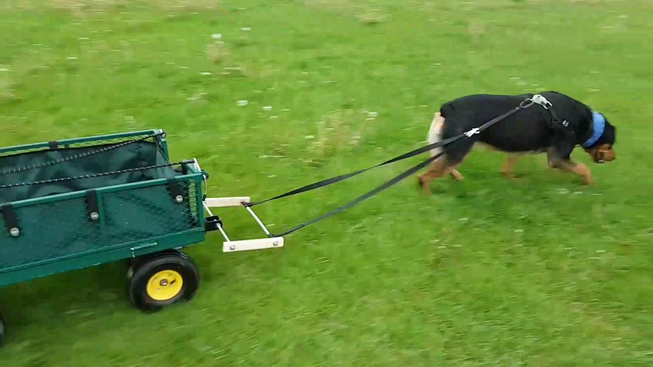 Rottweiler Carting / Drafting training 1 - YouTube