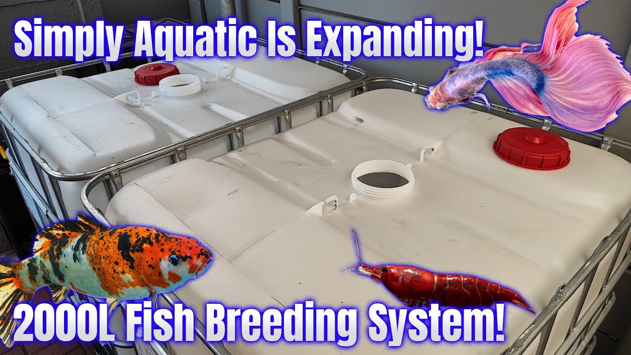 2000L Fish Breeding System + Outdoor Shrimp Ponds! (Vlog Update) - YouTube