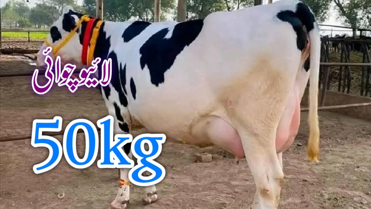 chalo sthaniya Jersey friesian cross cow/03024029695)10 February 2025 ...