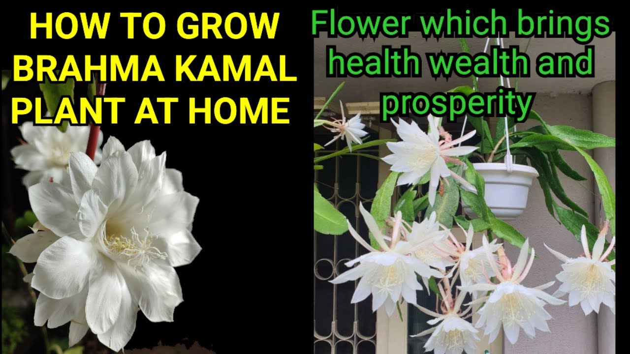 How To Grow Brahma Kamal plant at home. | Lucky Flower which Attracts ...