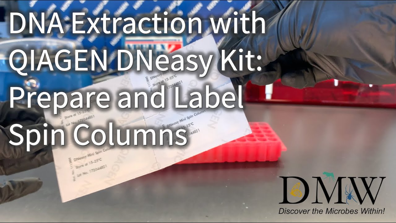 DNA Extraction with QIAGEN DNeasy Kit: Prepare and Label Spin Columns ...