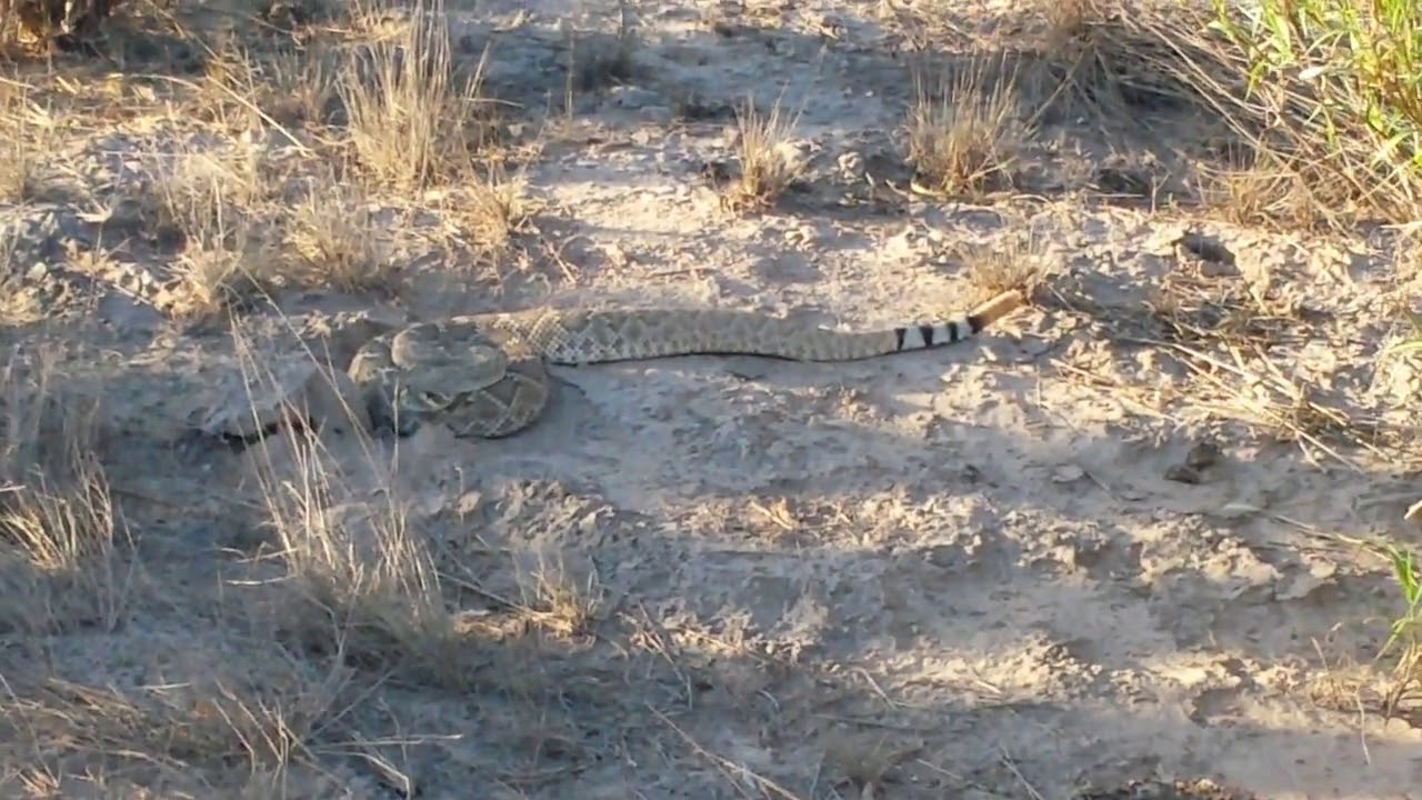 1 LA VÍBORA DE CASCABEL MAS GRANDE QUE ........ - YouTube