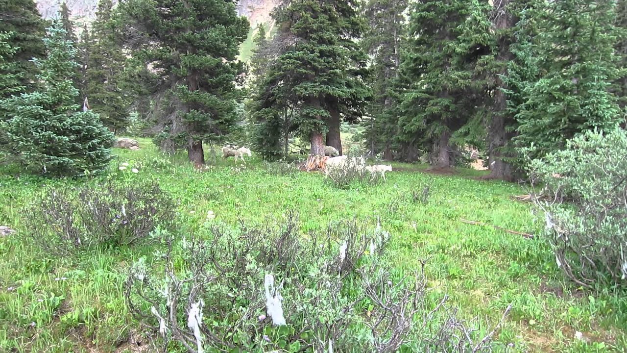 Chicago Basin Mountain Goats In Camp - YouTube