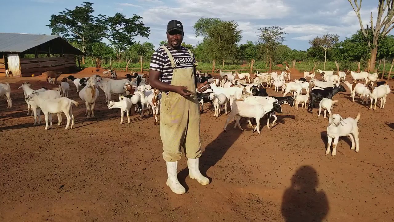 How breeding is started - YouTube