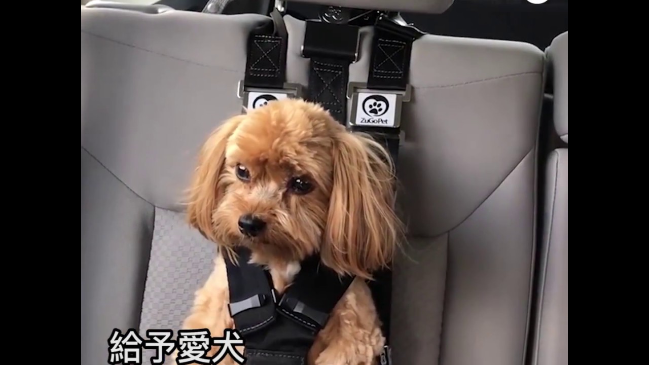 Searching C -【ZuGo Pet Rocketeer Pack 狗狗安全帶】 - YouTube