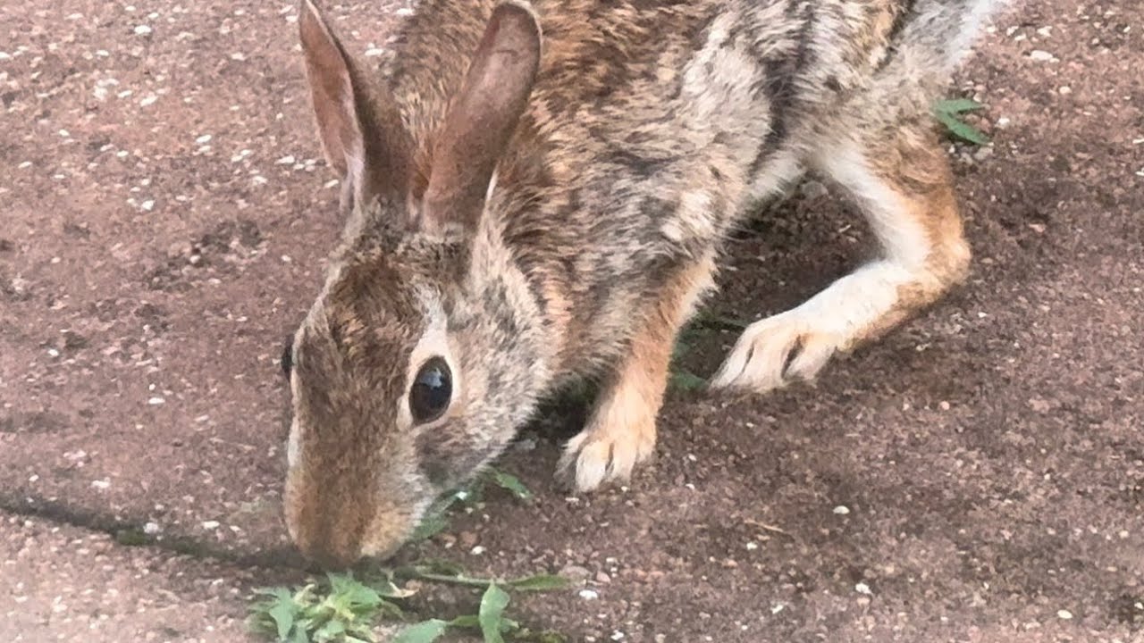 Watch An Eastern Cottontail Rabbit Build A Nest Then Take A Bath And ...
