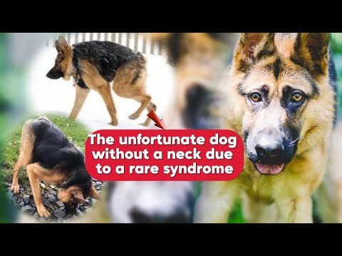 The unfortunate dog without a neck due to a rare syndrome - YouTube