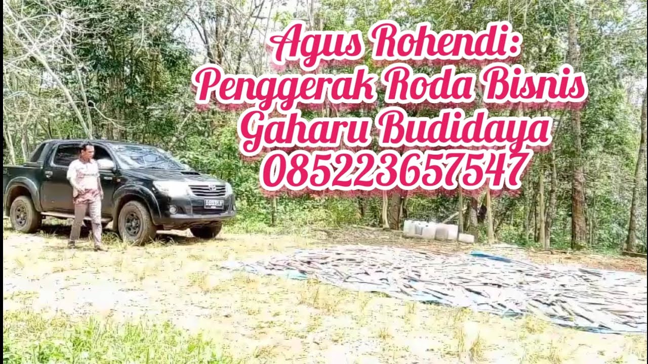 GAHARU: Jalankan Roda Bisnis Gaharu Budidaya | Agus Rohendi - YouTube