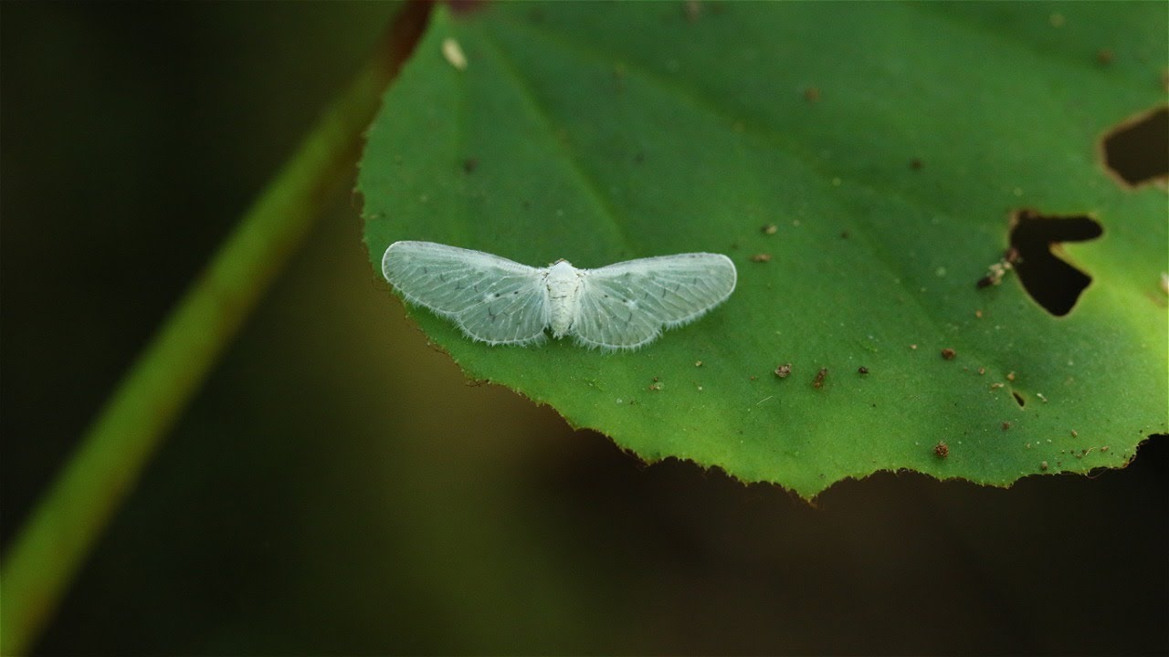 Bugs and insects of Costa Rica part 2 - YouTube