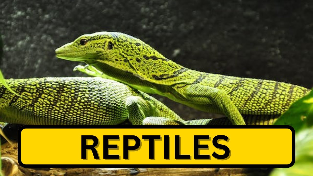Reptiles, Names & Pronunciation ! Vocabulary for kids kids encyclopedia ...