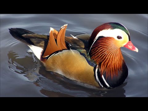 SOUNDS OF THE COMMON MERGANSER AND DUCK MANDARIN DUCK | FUN FACTS - YouTube