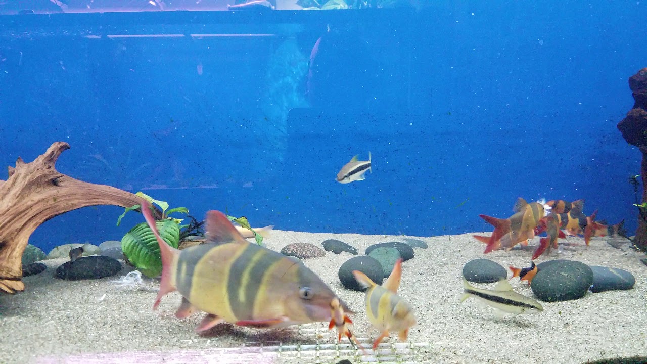 Clown loaches feeding on shrimp - YouTube