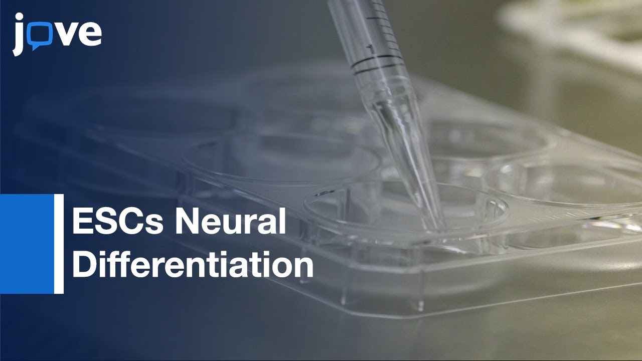 ESCs Neural Differentiation in Serum-free Monolayer Culture | Protocol ...