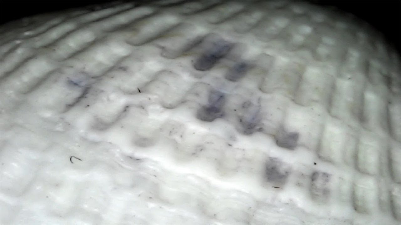 Concha de Mar Vista desde el Microscopio - YouTube