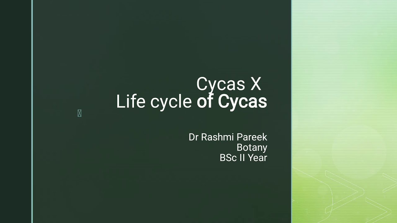 life cycle of cycas BSc II year - YouTube