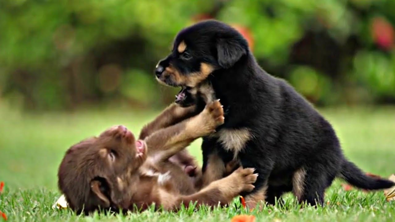 Cute puppy baby Dog playing in the green park // Mantri Saab G.S ...