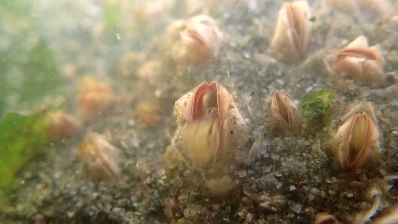 Barnacles feeding - YouTube
