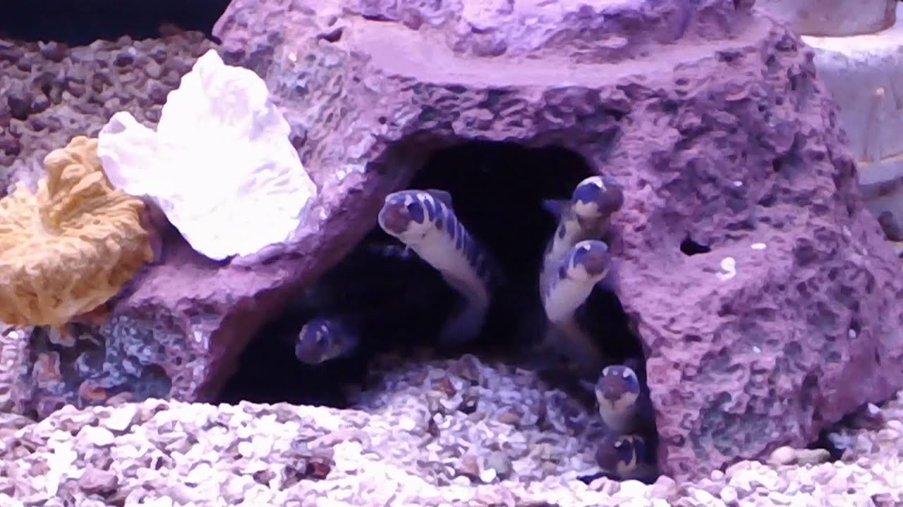 Absolutely Fish- Our new Eel Gobies! - YouTube