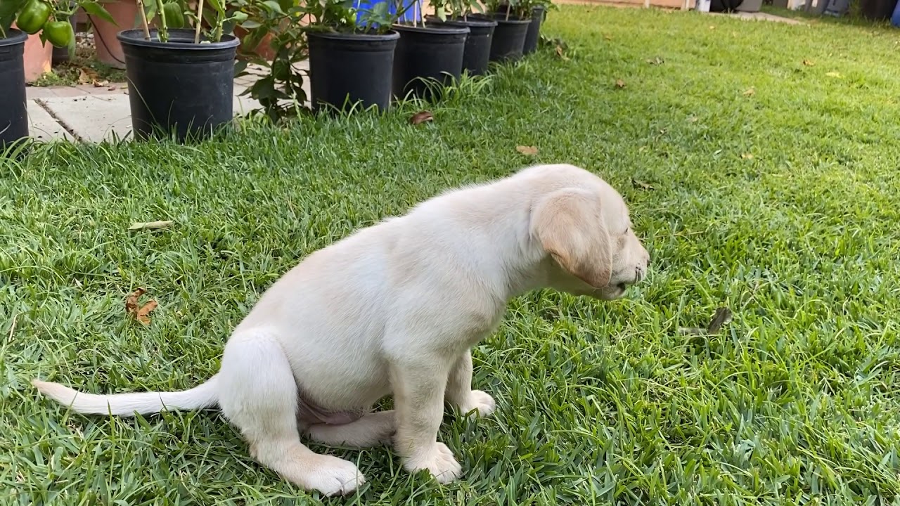 Cute Max Labrador puppy - 7 weeks old - First video - YouTube