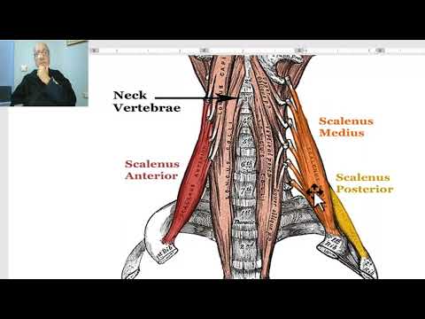 Anatomy of head and neck module in Arabic 67 (Scalene muscles, part 1) , Dr. Wahdan