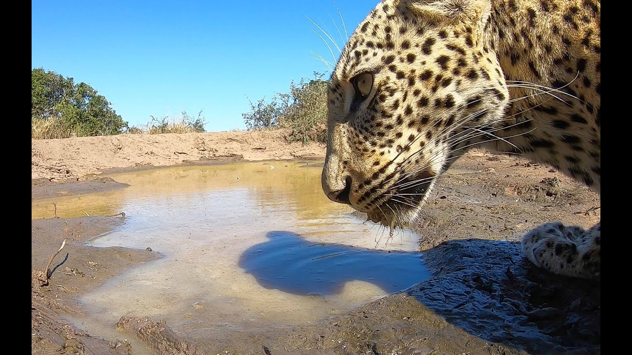 Mating lions, GoPro footage of Wild Leopard drinking water and more ...