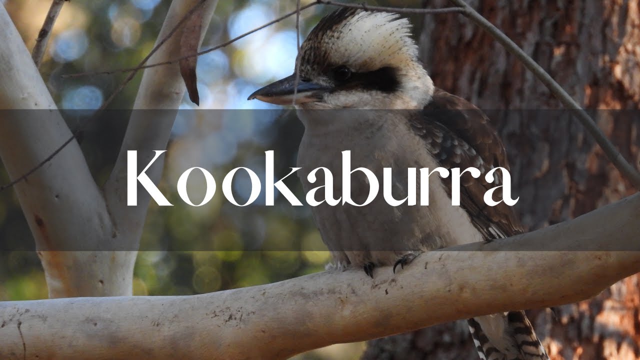 Lovable Laughing Kookaburra Bird Digs For Food 🐛 - YouTube