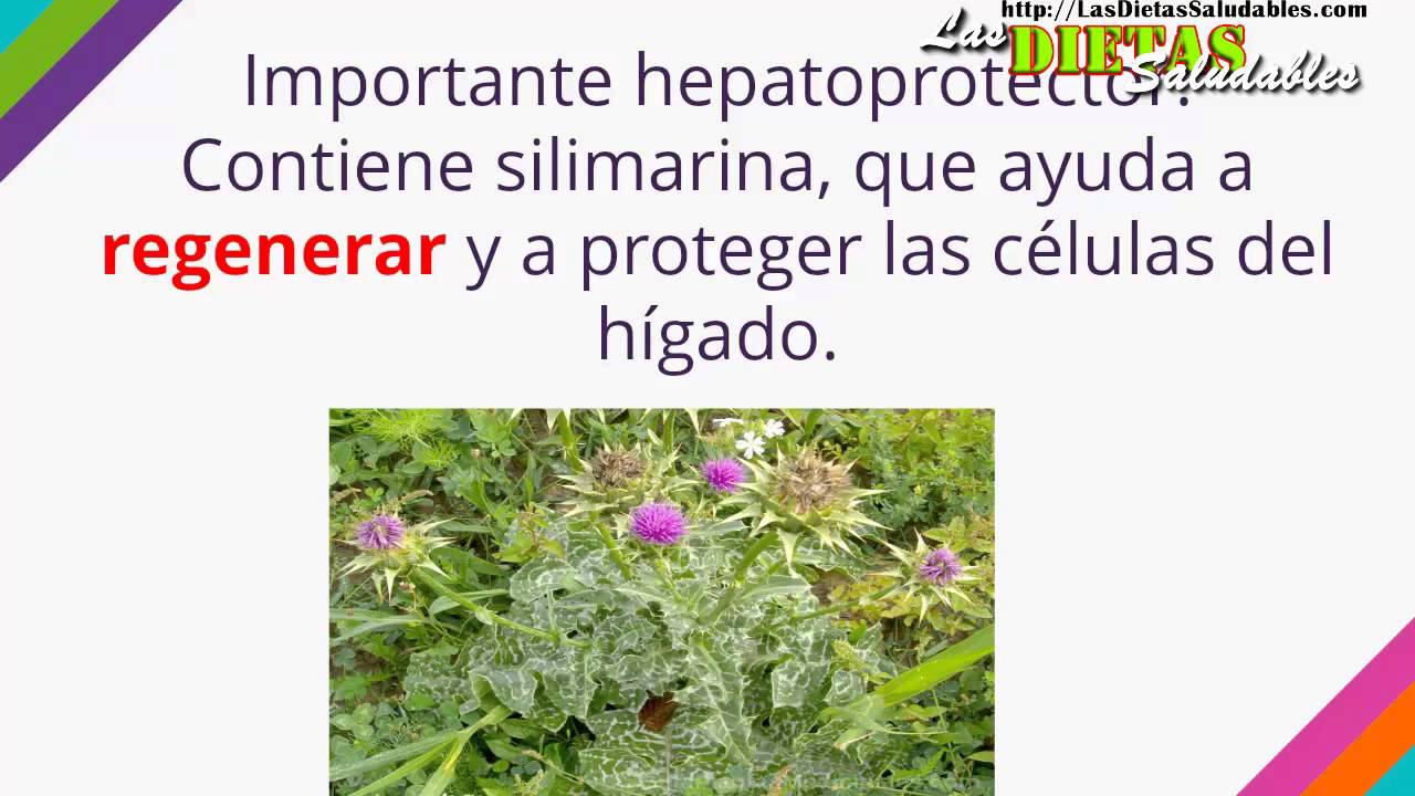 Un Protector del Higado y La Vesicula Biliar el Cardo Mariano - YouTube