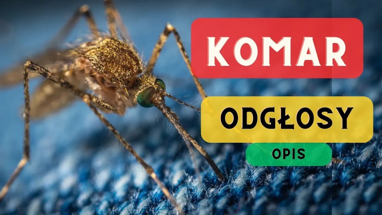 Komar: odgłosy, opis 🦟 Bzyczenie komara, jak robi komar, dźwięk komara ...