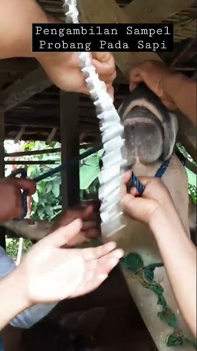 Pengambilan Sampel Probang Pada Sapi #shorts - YouTube