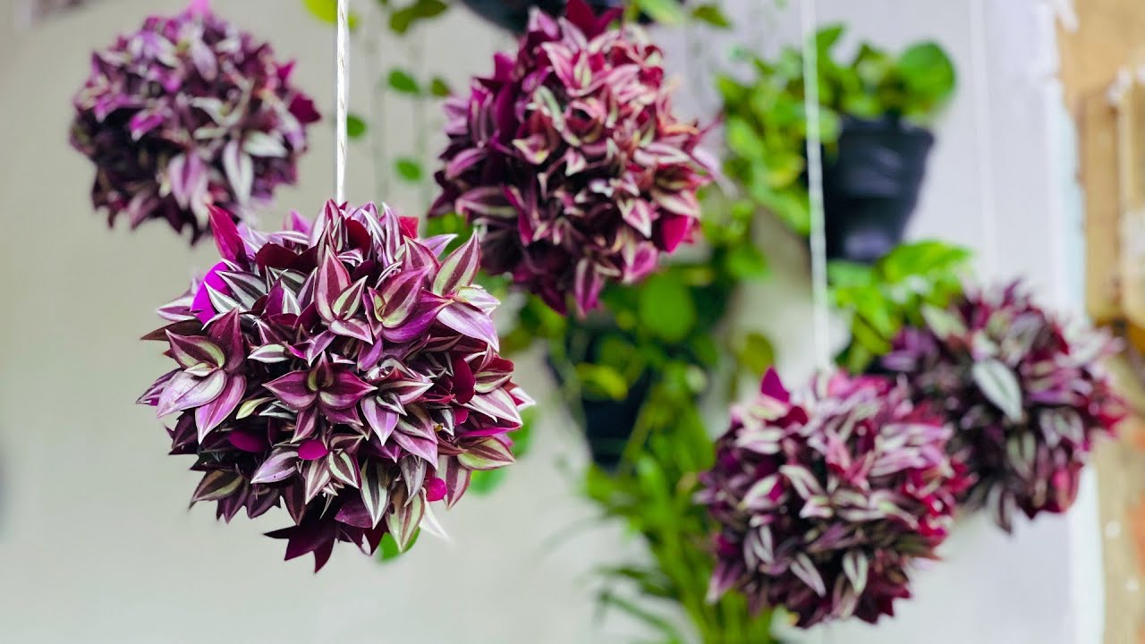 How to Make Mini Inch Plant Hanging Balls | Hanging Garden Ideas ...