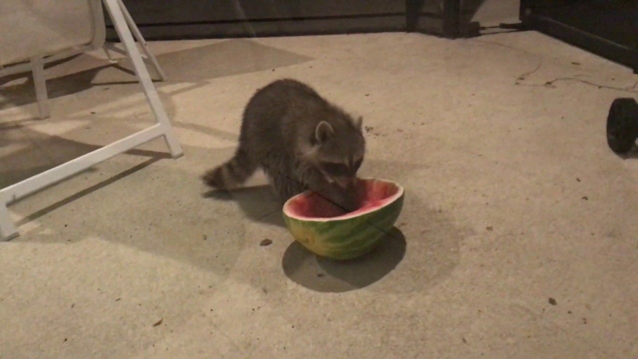 2 3 2020 raccoon food fight - YouTube
