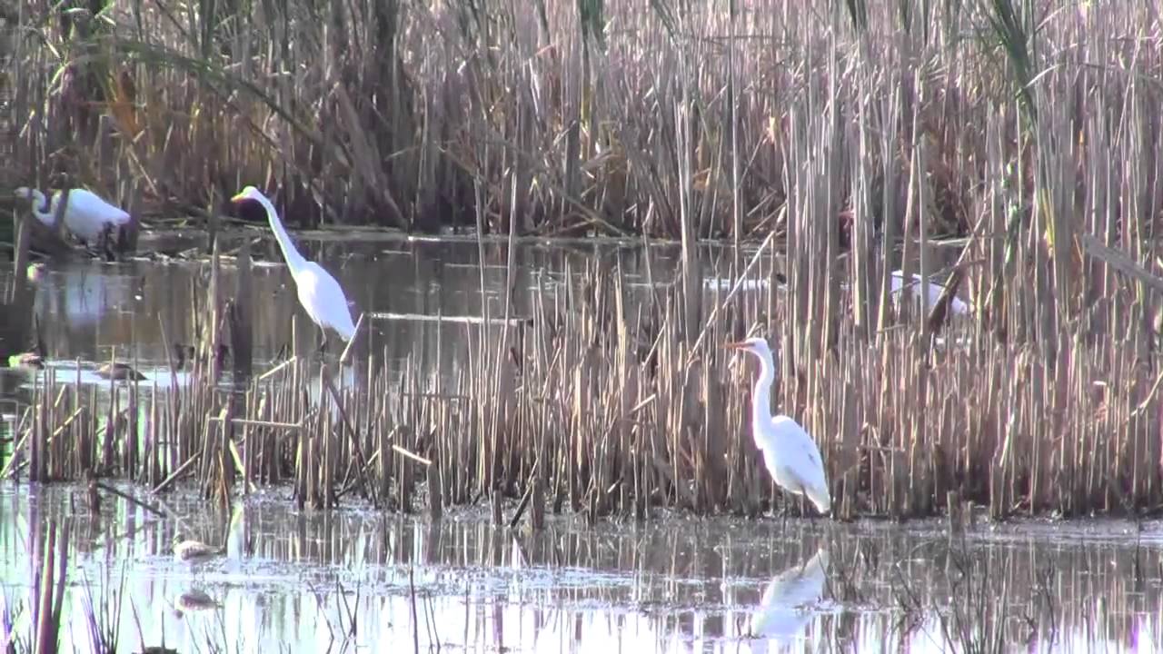 HORICON MARSH MIGRATION - YouTube