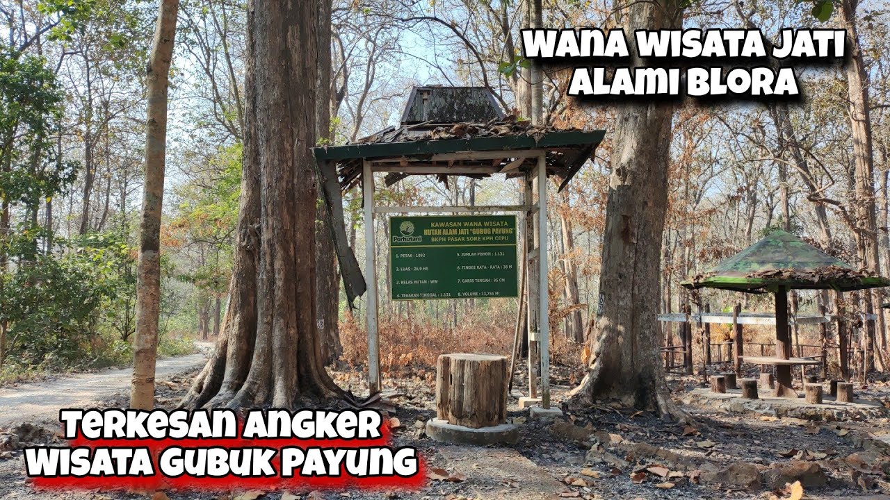 Viral Diera Presiden Soeharto Wana Wisata Gubuk Payung Pedalaman Hutan ...