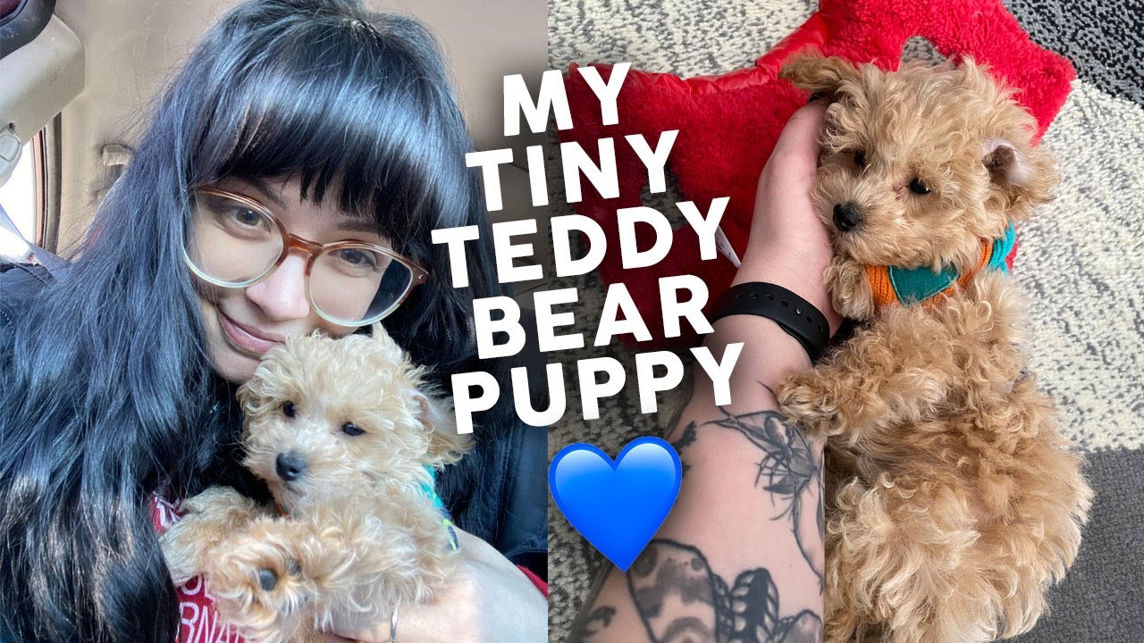 MEET MY NEW TINY PUPPY! 🐶💕 - YouTube