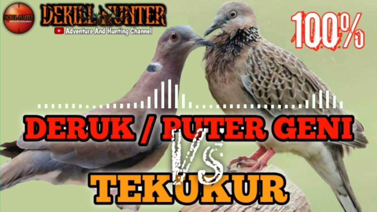 SUARA PIKAT BURUNG DERUK / PUTER GENI DAN TEKUKUR MENJADI SATU WAJIB ...