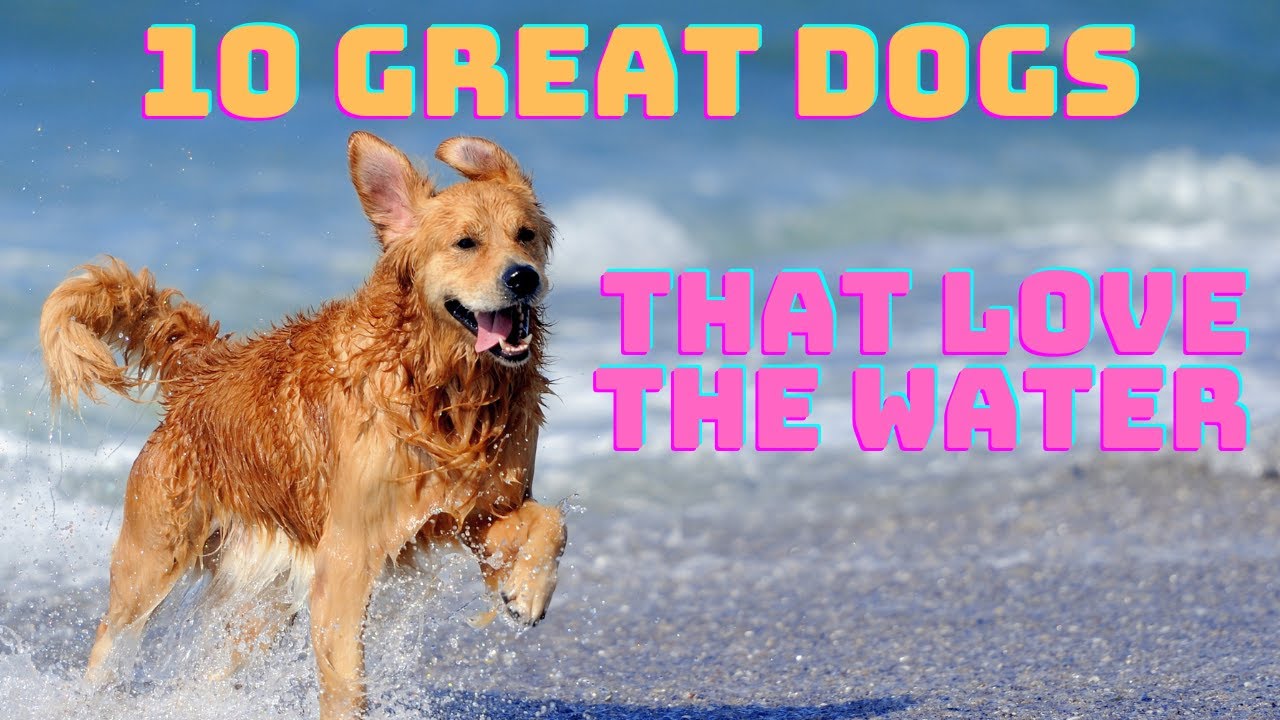 Top 10 Water-Loving Dog Breeds for Aquatic Adventures: Dogs that Love ...